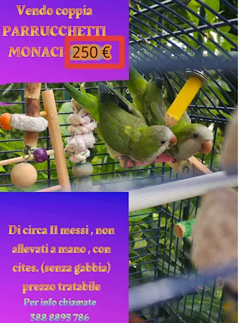 Gabbia - Pappagalli, Volatili in vendita - AAAnnunci