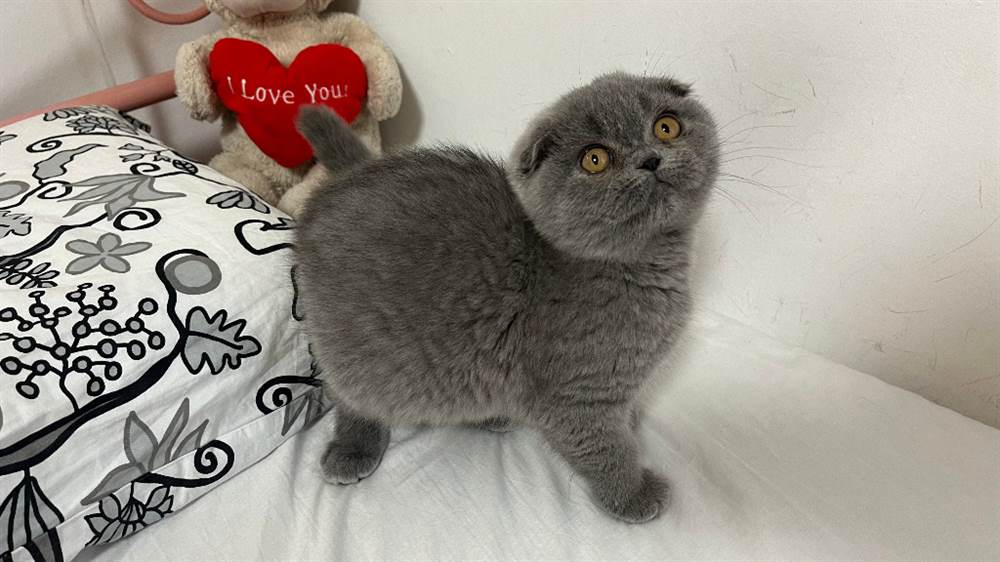 Gatto Razza scottish fold - in vendita a Trento | AAAnnunci.it