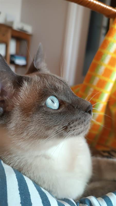 Siamese Thai blue point Kobe cerca una ragazza - Torino