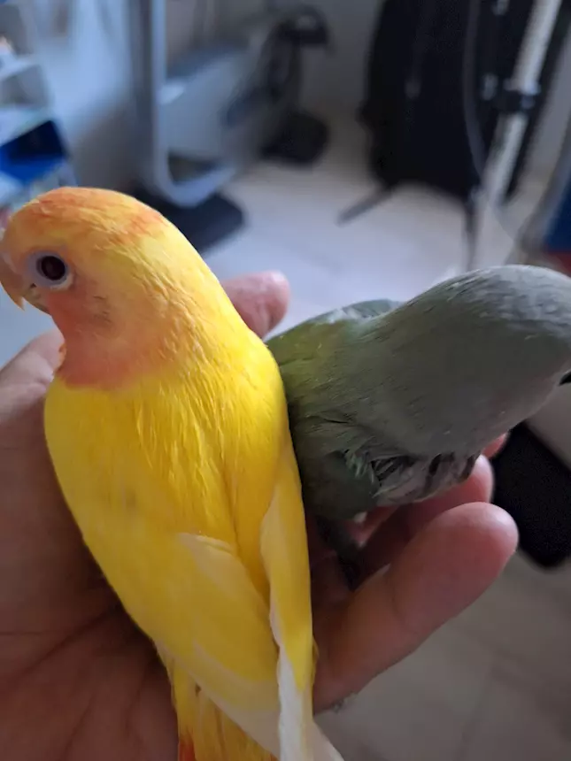 Inseparabili Roseicollis allevati a mano - Pappagalli a Modena