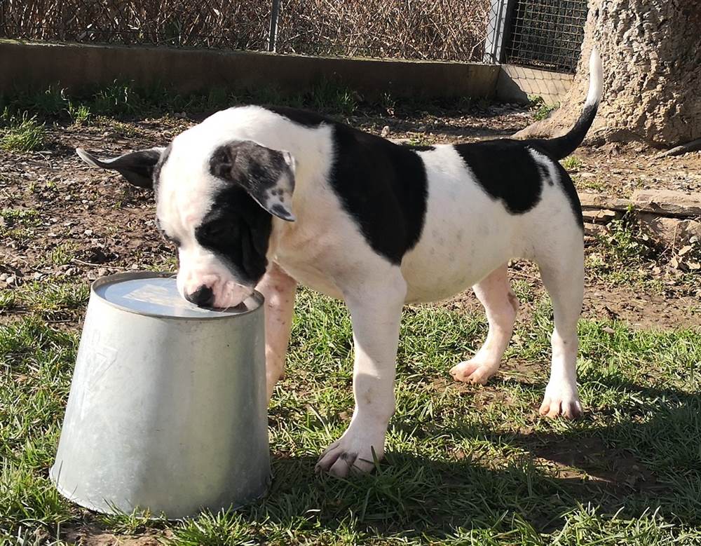 Cuccioli American Bully Exotic Razza Amstaff Staffy Bulldog - Padova