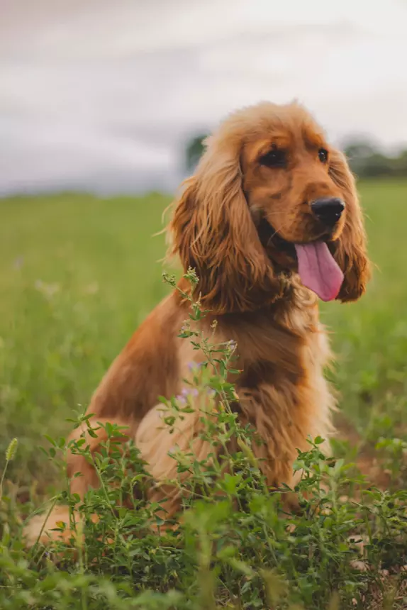 Cocker Spaniel con pedigree cerca femmina per accoppiamento - Pescara