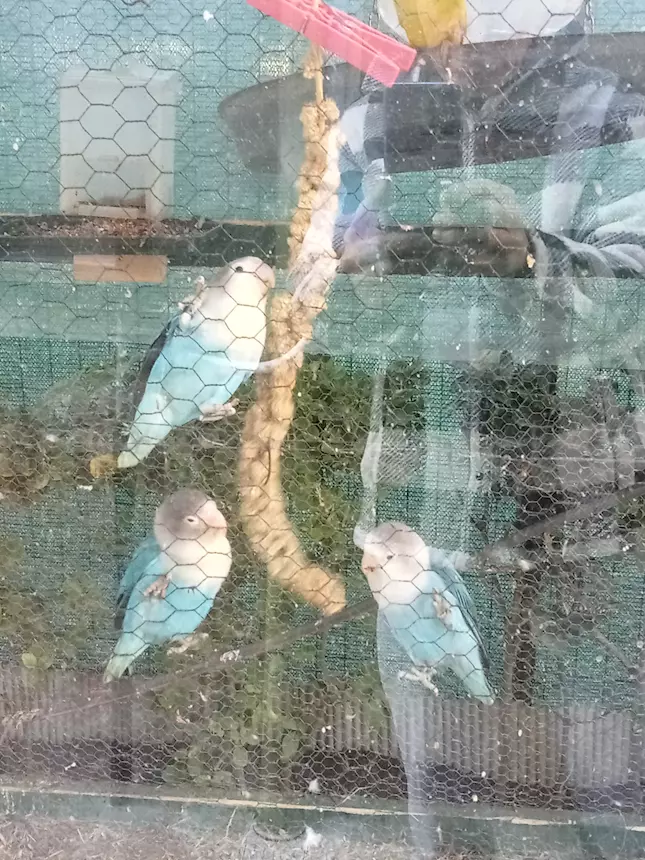 Inseparabili - Pappagalli - in vendita a Venezia