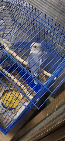 Inseparabile - Pappagalli, Volatili in vendita - AAAnnunci