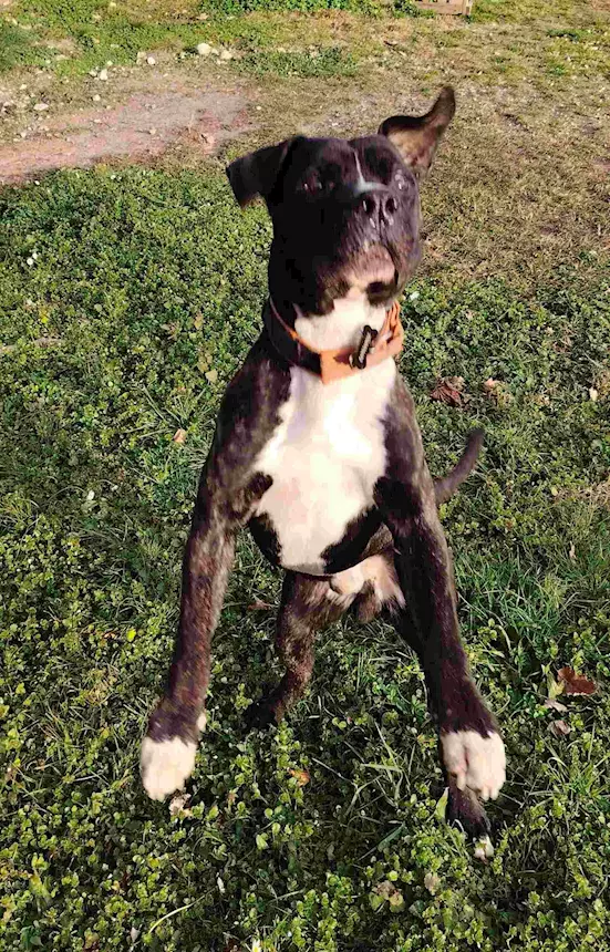 American Staffordshire Terrier (Razza Amstaff) - Udine