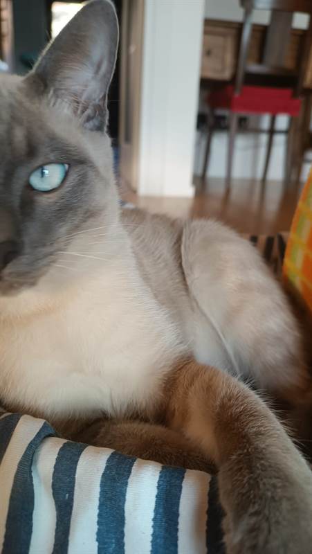 Siamese Thai blue point Kobe cerca una ragazza - Torino