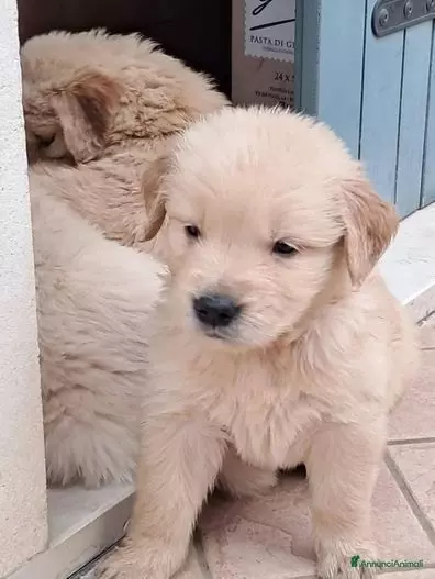 Cuciolo femmina di Razza Golden Retriever - Cani a Napoli