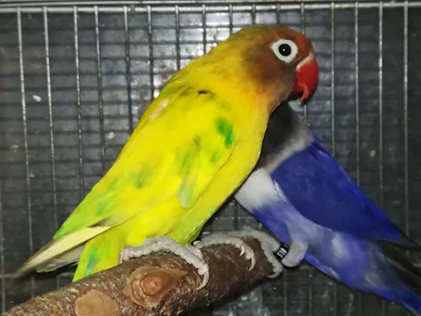 Inseparabile - Pappagalli, Volatili in vendita - AAAnnunci