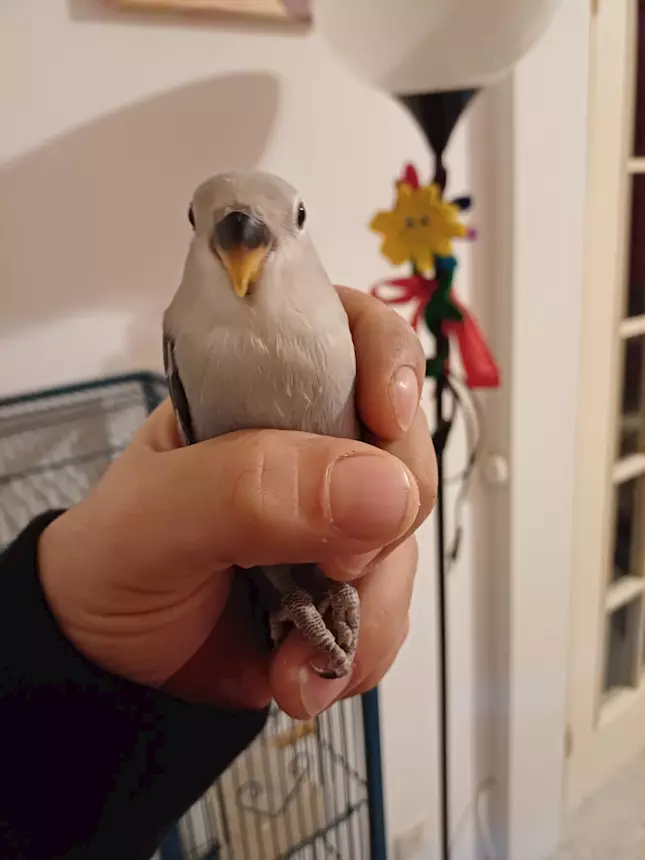 Inseparabile - Pappagalli - in vendita a Pistoia