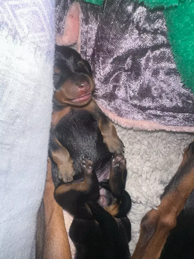 Vendo pincher nano - Cani a Brescia, Lombardia | AAAnnunci.it