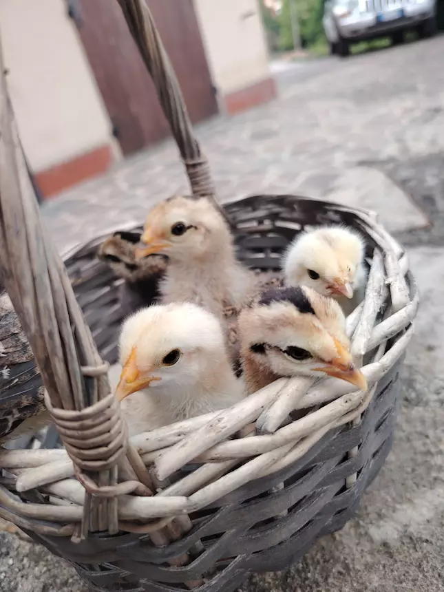 Pulcini e non solo - Animali da Cortile a Bergamo