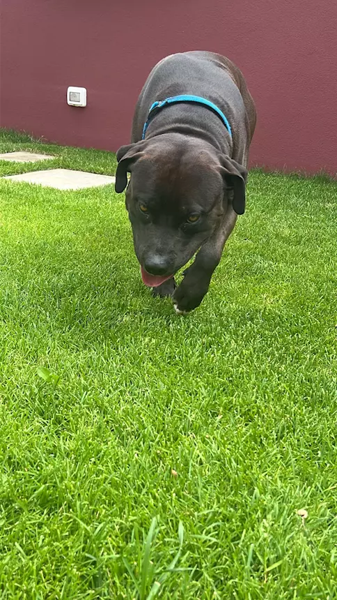 Pitbull - Purtroppo devo dare via creed . ha - Cani a Milano
