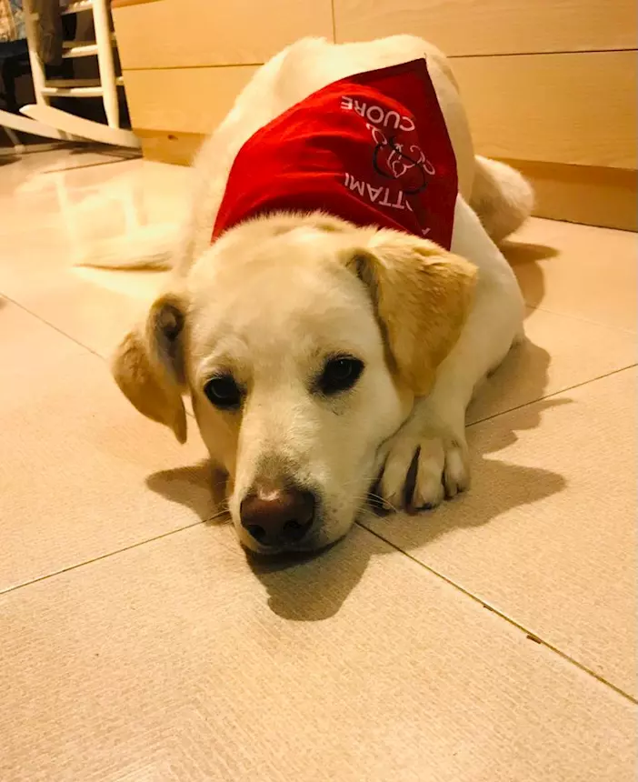 Orio nato a febbraio '22 - adozione del cuore, taglia media - Milano