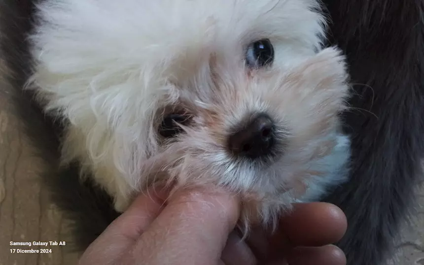 Cuccioli Razza maltese - Cani - in vendita a Caserta