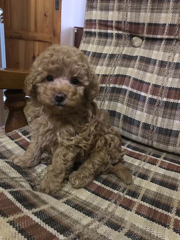 Barboncino, colore fulvo - Cani - in vendita a Rosarno